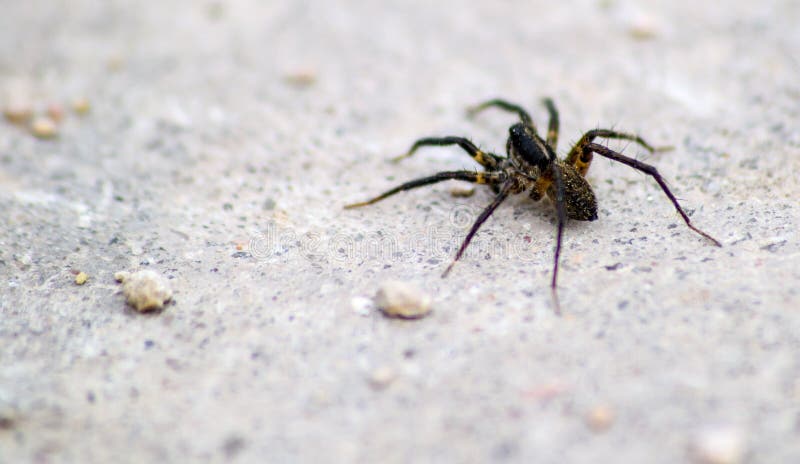 Spider stock image. Image of yellow, striped, floor, spider - 75535531