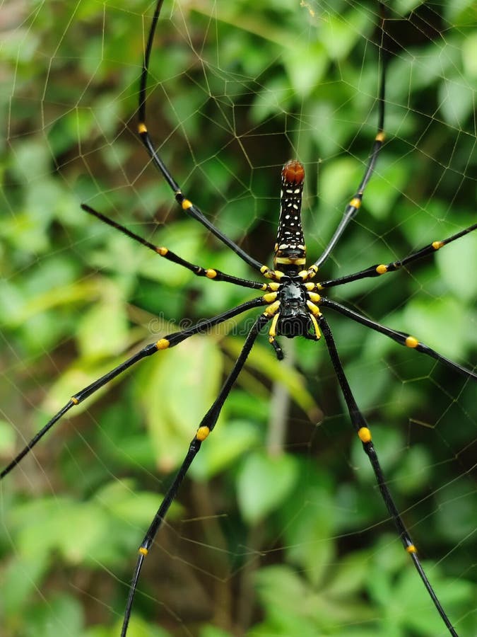 Spider stock photo. Image of black, insect, spider, nesting - 270245648