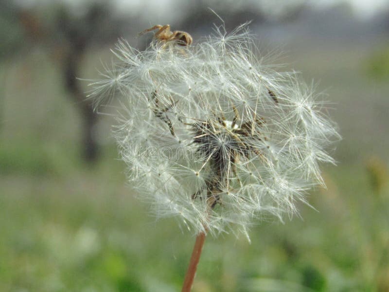 244 Dandelion Spider Web Stock Photos - Free & Royalty-Free Stock ...