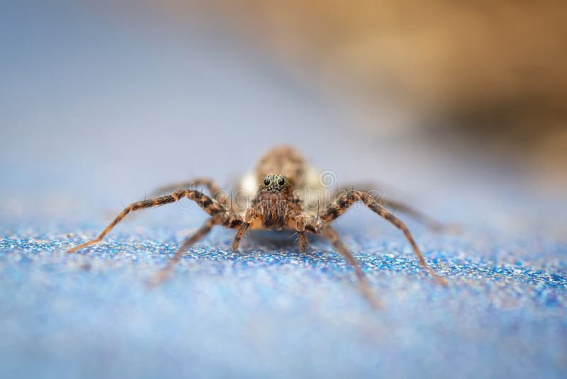 Spider on a Blue Background Stock Image - Image of detail, creature ...