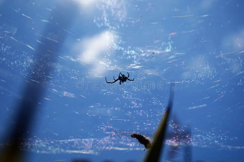 Spider in blue stock image. Image of blue, nature, sunny - 85178687