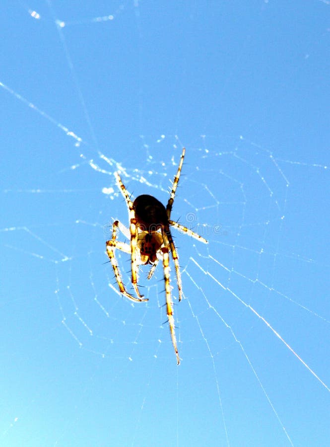 Spider on Blue Sky Background. Against the Sun Stock Image - Image of ...
