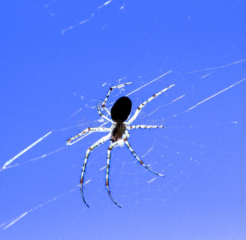 Spider on Blue Sky Background. Against the Sun Stock Image - Image of ...
