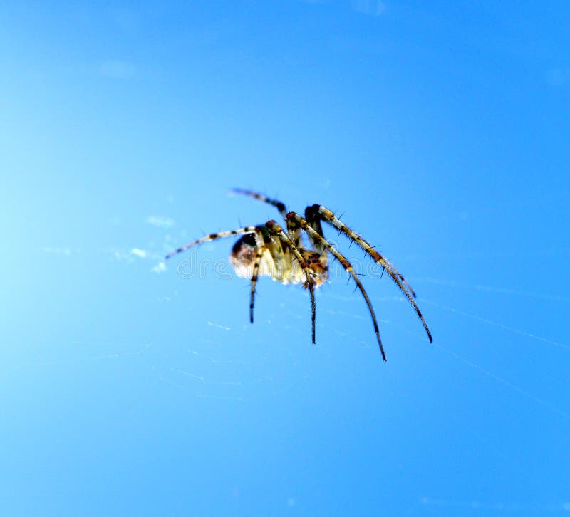 Spider on Blue Sky Background. Against the Sun Stock Photo - Image of ...