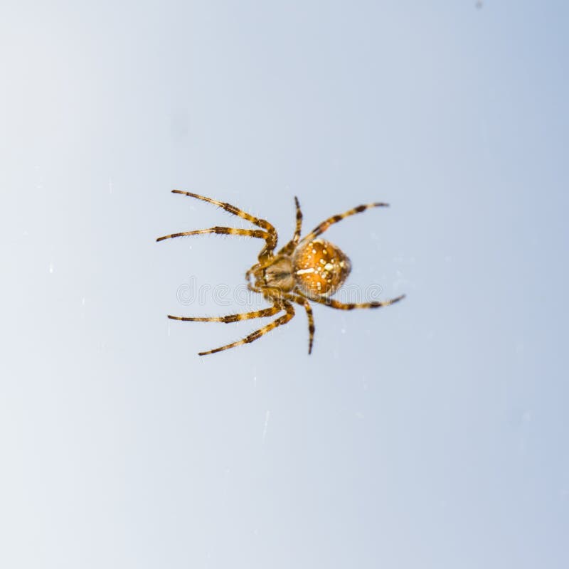 Spider on Blue Sky Background. Hunter Stock Photo - Image of object ...