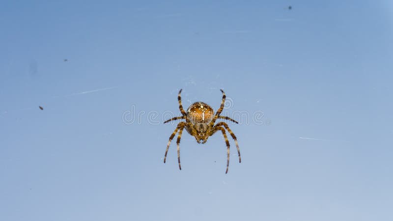 Spider on Blue Sky Background Stock Photo - Image of animal, back ...