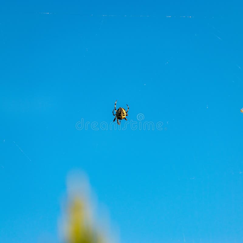 A Spider on a Blue Sky Background Stock Photo - Image of spiders ...