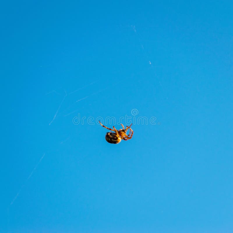 A Spider on a Blue Sky Background Stock Photo - Image of insect ...