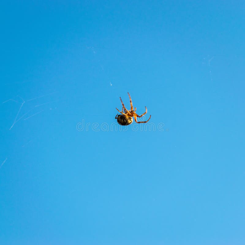 A Spider on a Blue Sky Background Stock Photo - Image of detail ...