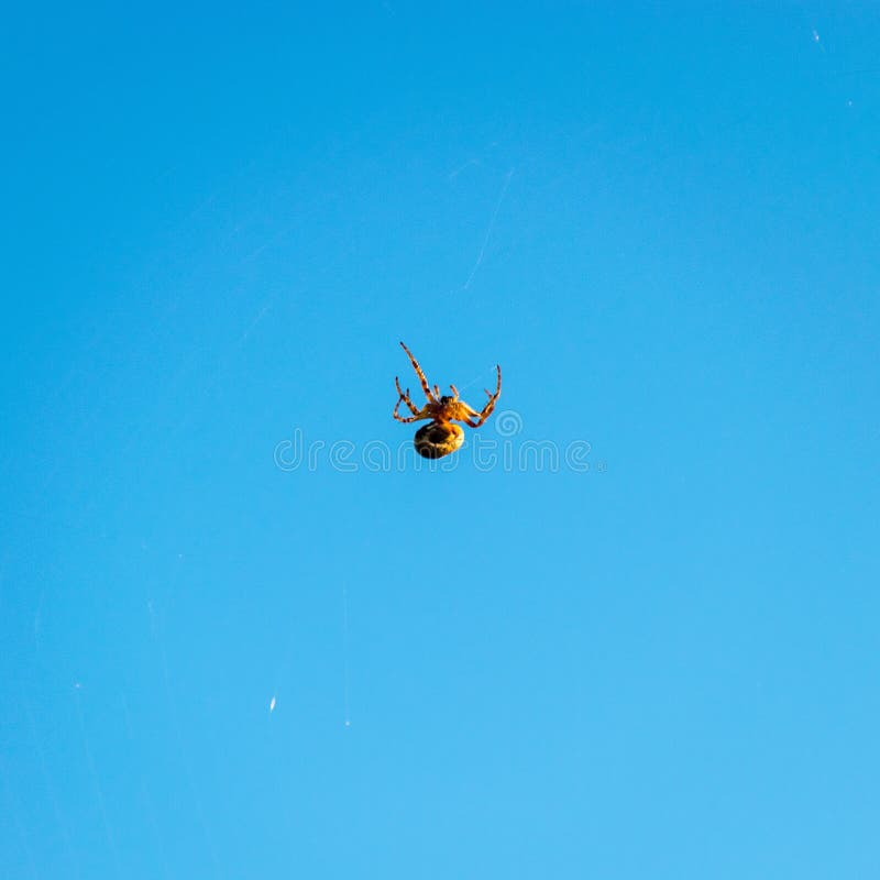 A Spider on a Blue Sky Background Stock Photo - Image of inset ...