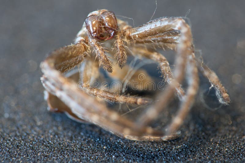 Spider on body stock photo. Image of desert, body, dune - 17060354