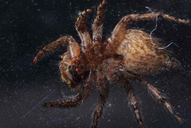 Spider Bottom View stock photo. Image of strands, blend - 22590506