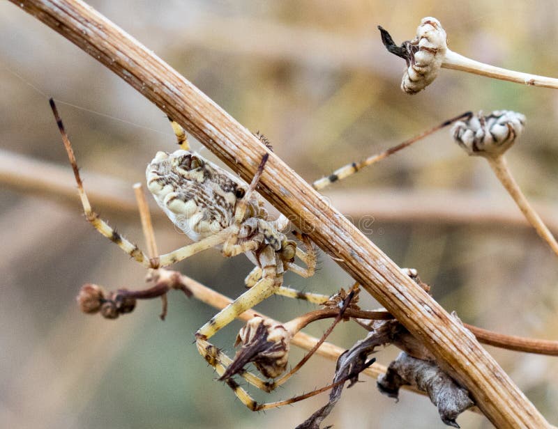 Spider on a branch stock photo. Image of cute, environment - 130048024