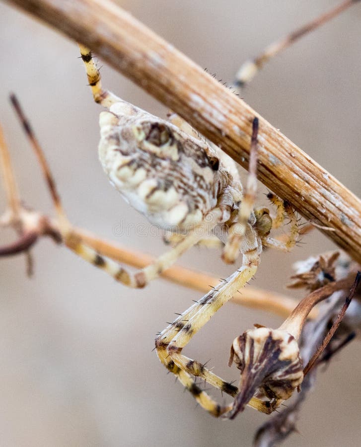 Spider on a branch stock photo. Image of cute, environment - 130048024