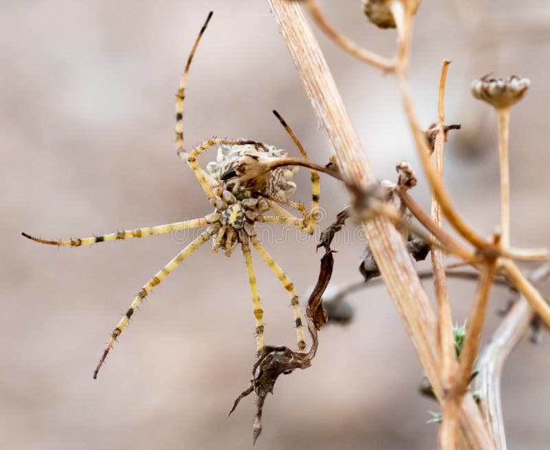Spider on a branch stock photo. Image of cute, environment - 130048024