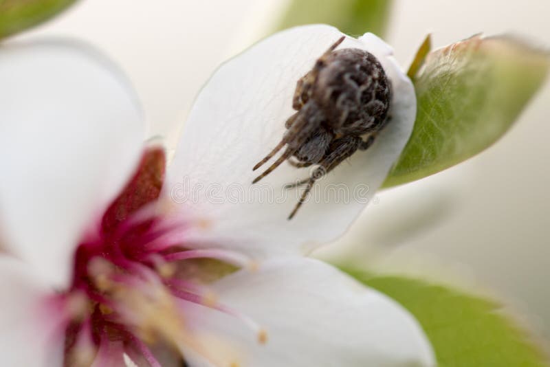 Spider on a branch stock photo. Image of green, cute - 130047886