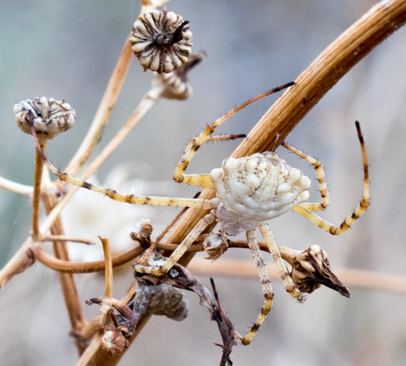 Spider on a branch stock photo. Image of cute, environment - 130048024
