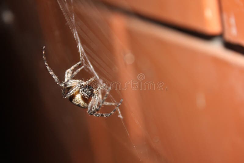 Spider Web on a Broken Chain Link Fence Stock Image - Image of nature ...