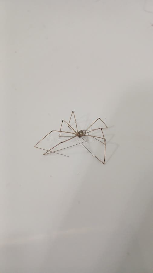 950 Animal Broken Leg Stock Photos - Free & Royalty-Free Stock Photos ...