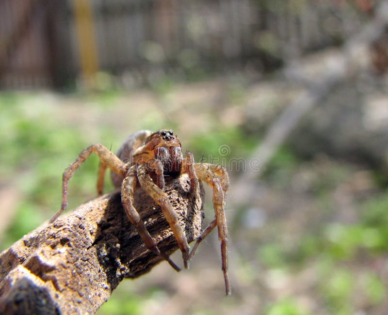 Spider stock image. Image of fiddleback, spider, front - 34675845