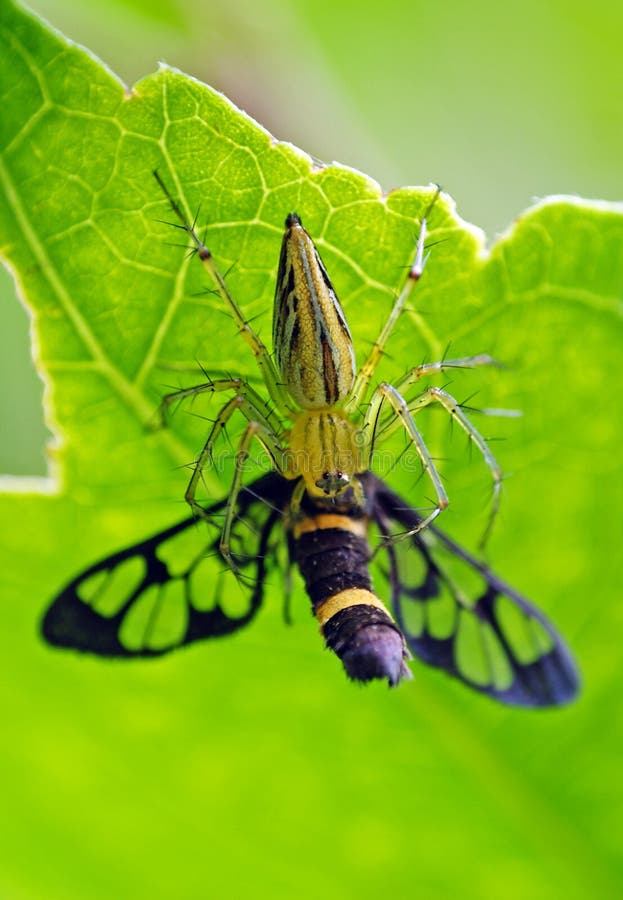 Spider and Bug stock photo. Image of wildlife, outdoors - 7584498