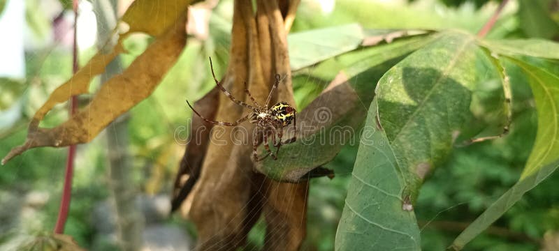 Spider build the house stock image. Image of flower - 263972855