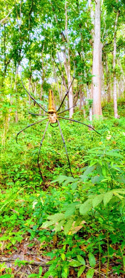 SPIDER Build Nests in Trees and 8 Feet Stock Photo - Image of spider ...