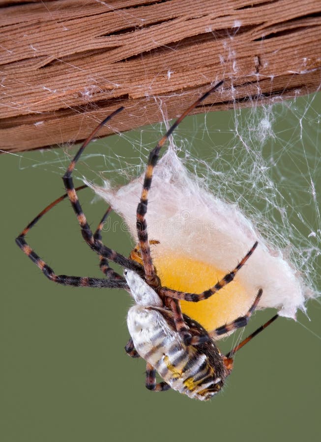 Spider building egg case stock photo. Image of argiope - 6389178