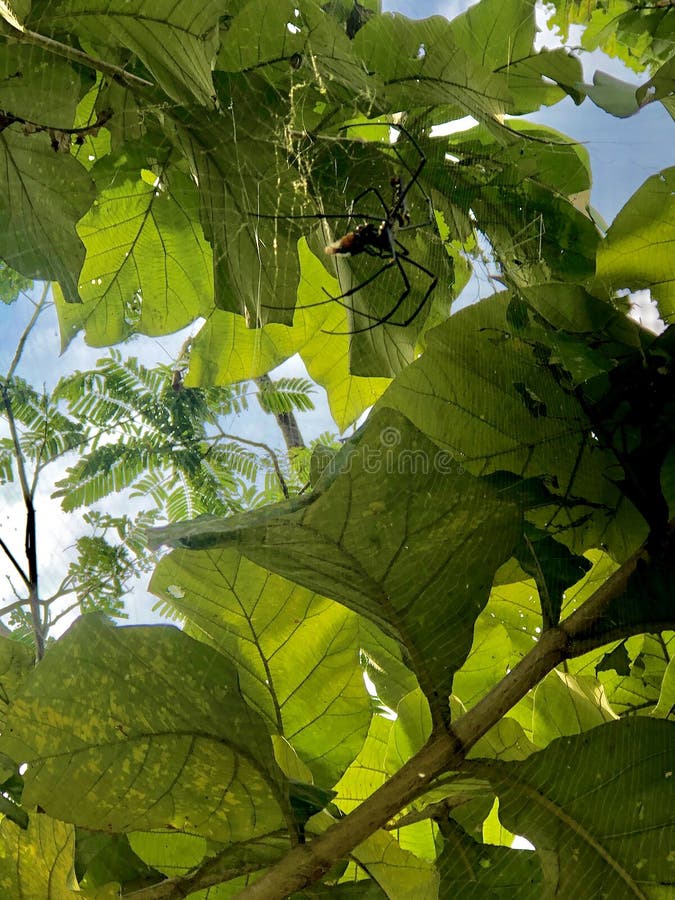 Spider stock image. Image of spider, building, nest - 222082551