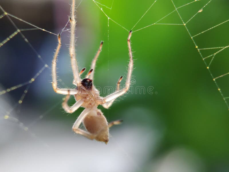 Spider building its web stock image. Image of building - 199869261