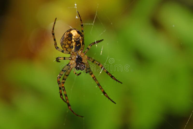 Spider building its web stock photo. Image of garden - 57413460