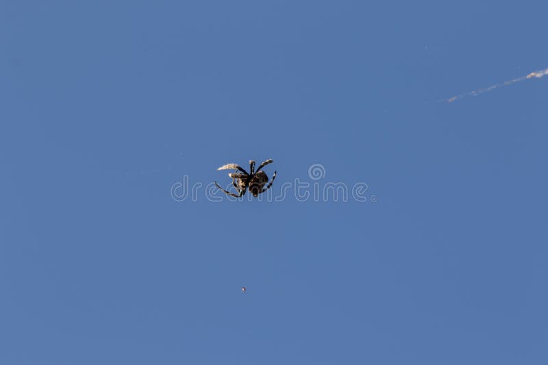 Spider on Its Web in Midair Stock Image - Image of sojourn, break ...