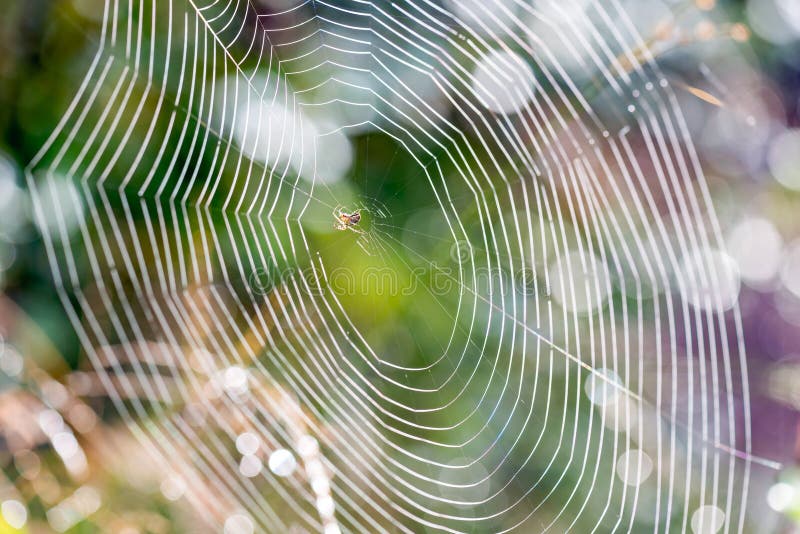 Spider Building Web stock image. Image of spider, residential - 63249889
