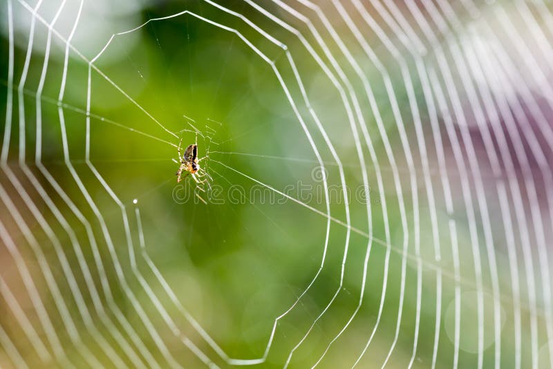 Spider Building Web stock photo. Image of silk, world - 63250022