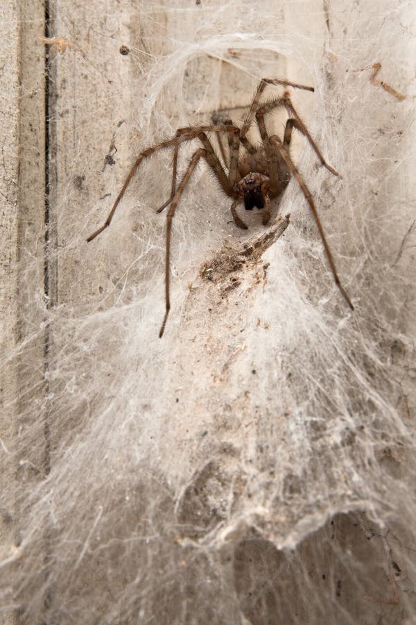 15+ Spider building web Free Stock Photos - StockFreeImages
