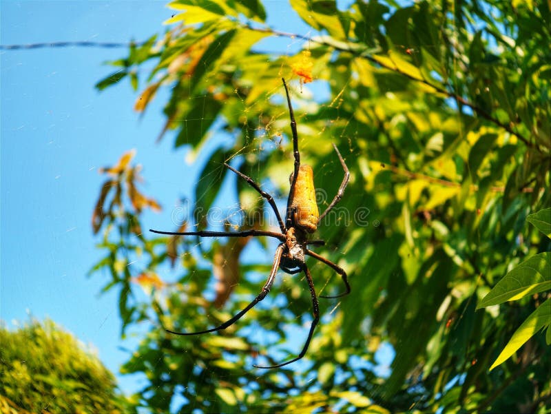 The spider builds its nest stock image. Image of nest - 261658429