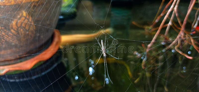 A Spider Builds a Web on a Pond. Stock Photo - Image of spiderweb ...