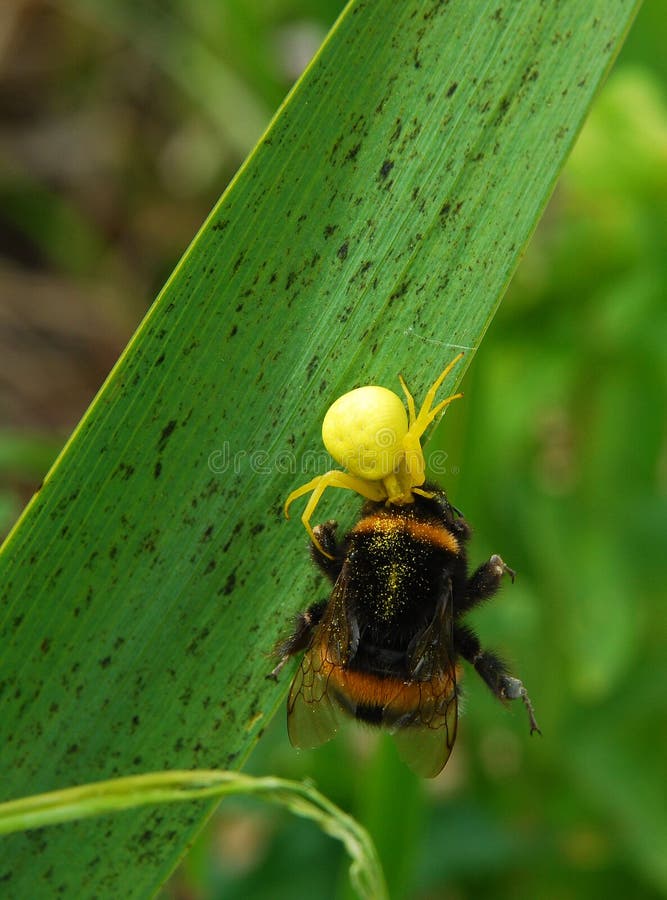 Spider and Bumblebee. Yellow Spider Bites Its Prey Stock Photo - Image ...