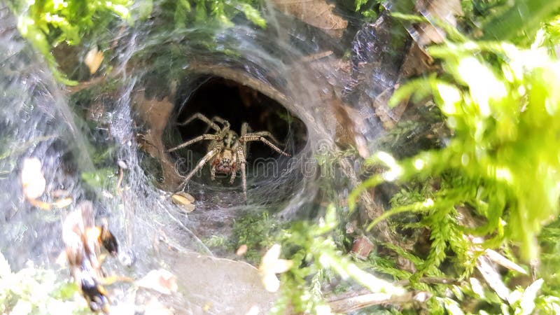 Spider stock image. Image of enviromental, spider, burrow - 123484603