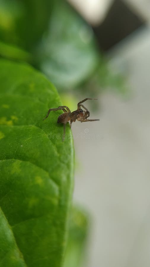 The SPIDER is BUSY in BINDING it& X27;S WEB Stock Image - Image of ...