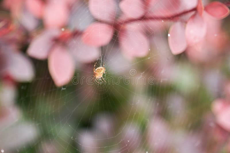 Spider in bush stock image. Image of environment, sempervirens - 98451715