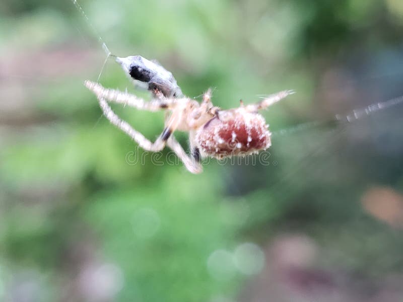 A Close-Up of a Spider Hanging in Its Web with a Partially Visible Prey ...
