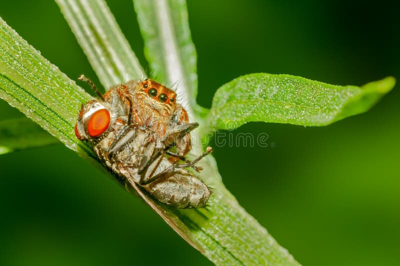 Jumping Spider with Fly Kill on a Bush Stock Image - Image of plant ...