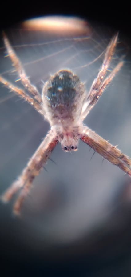 A Spider Captured with a Macro Lens. Stock Photo - Image of spider ...