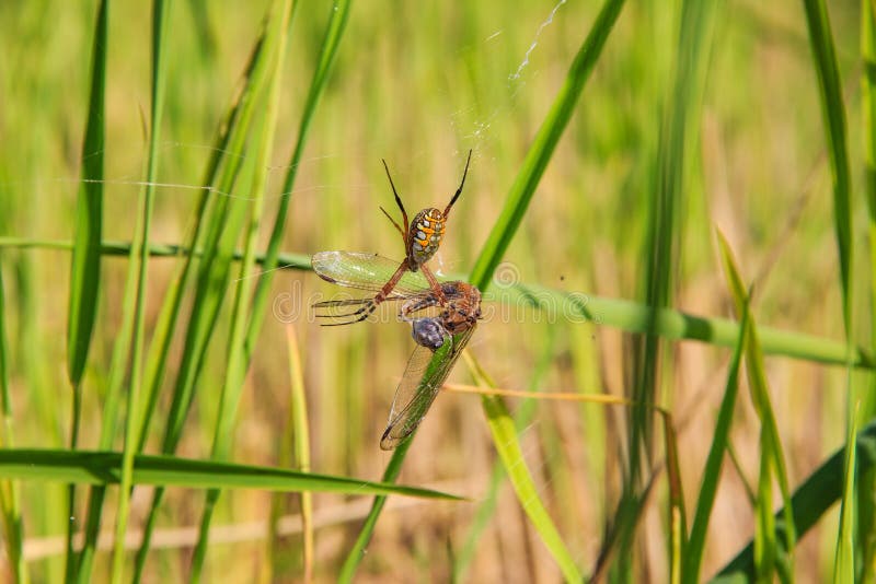 Spider with captured prey stock image. Image of wildlife - 71335133
