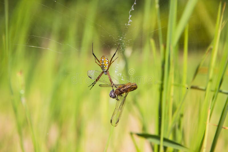 Spider with captured prey stock image. Image of diagonal - 47035729