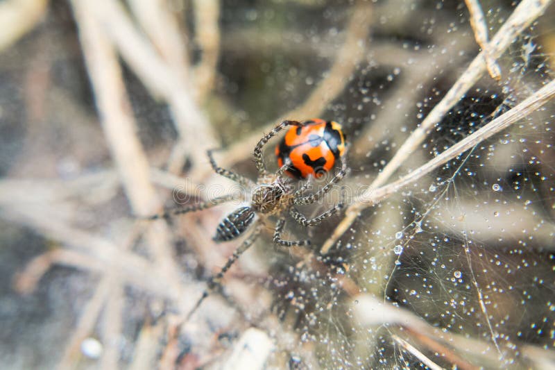 A Spider Captures Lady Bug Prey in Its Nest Stock Photo - Image of ...