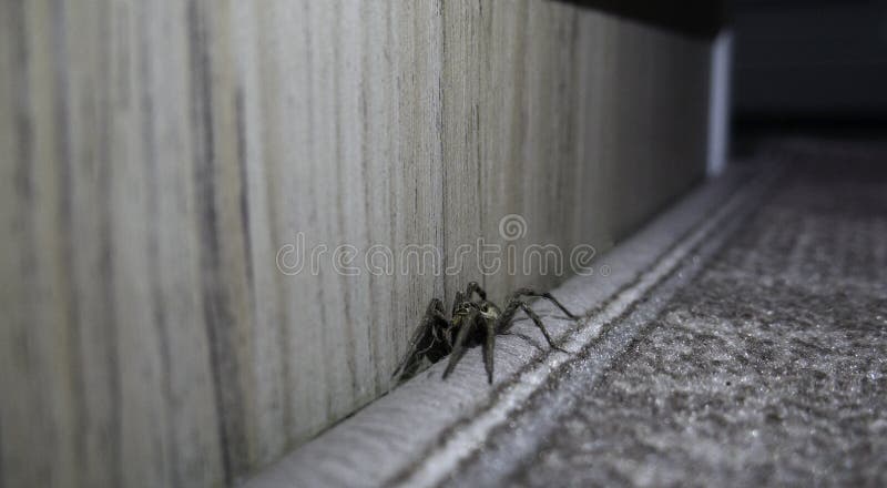 A Spider on the Carpet in the House Stock Image - Image of legs ...