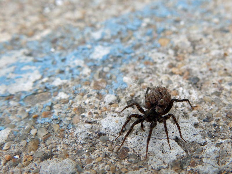 Spider carrying babies stock image. Image of hunter, mother - 42584895