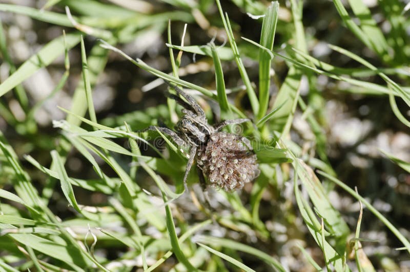Spider carrying babies stock image. Image of hunter, mother - 42584895